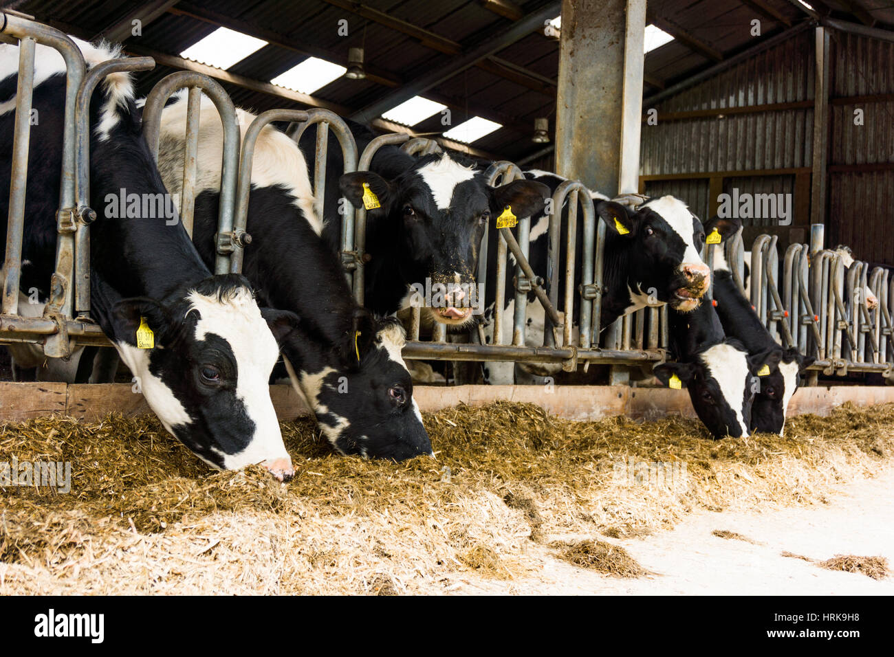 cows in a farm. Dairy cows in a farm Stock Photo - Alamy