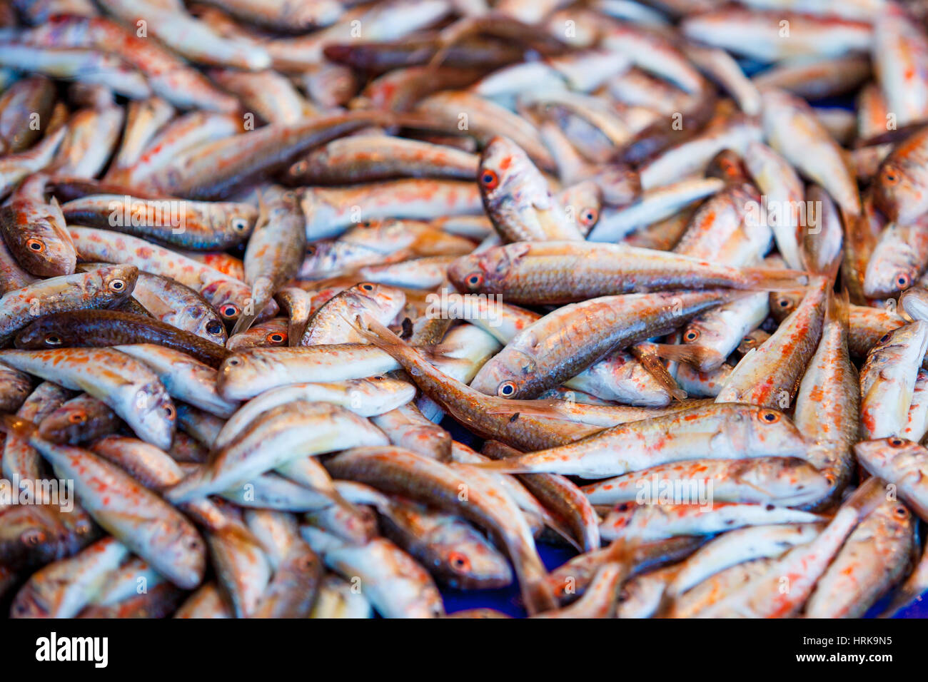 Fresh fish for sale on fish market. Red mullets. Mullus barbatus Stock ...