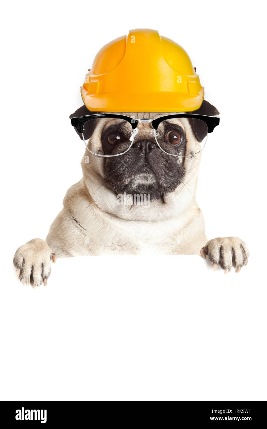 Dog under construction High Resolution Stock Photography and Images - Alamy