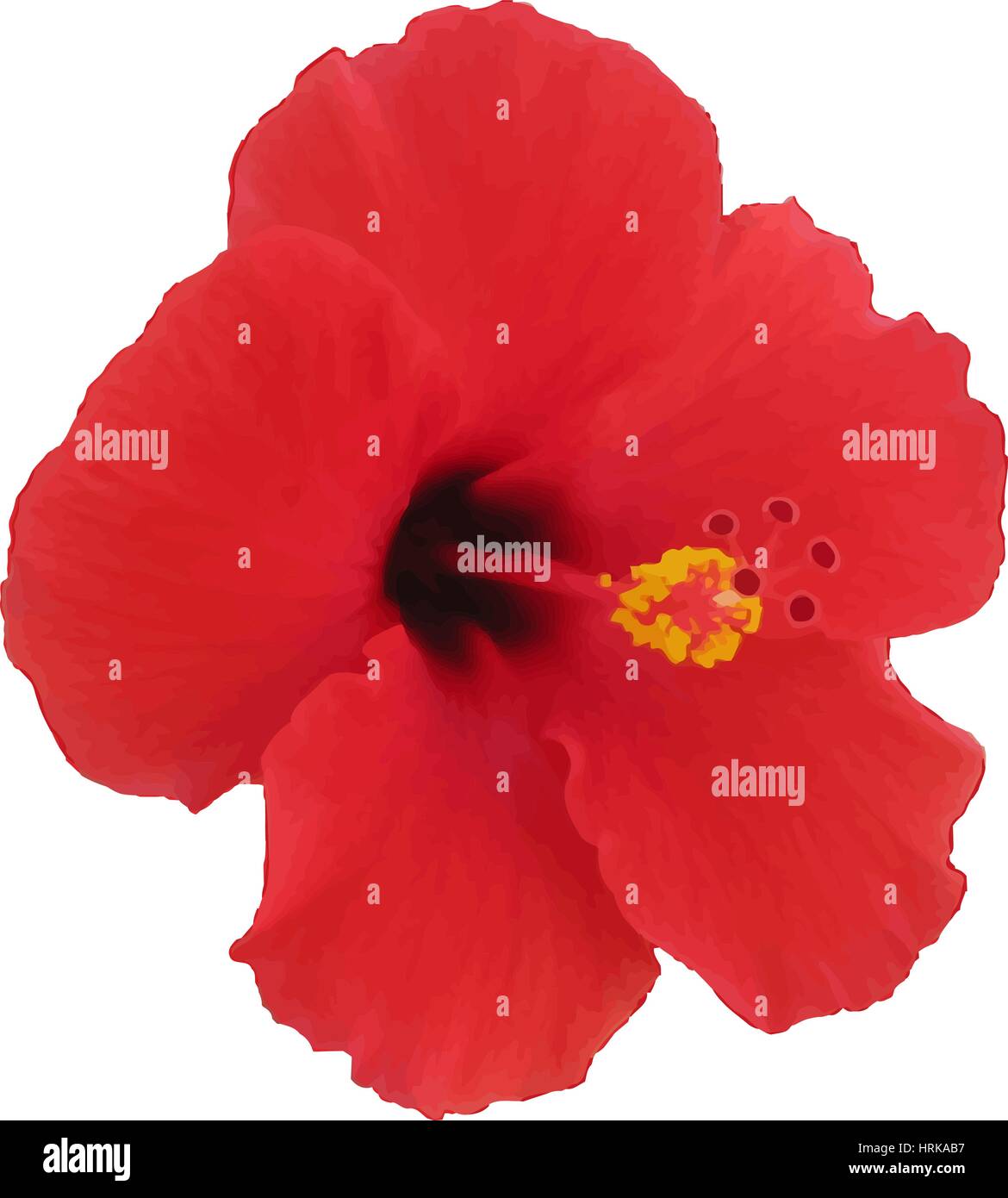 Red hibiscus flower. Vector illustration. Tropical plant Stock Vector ...