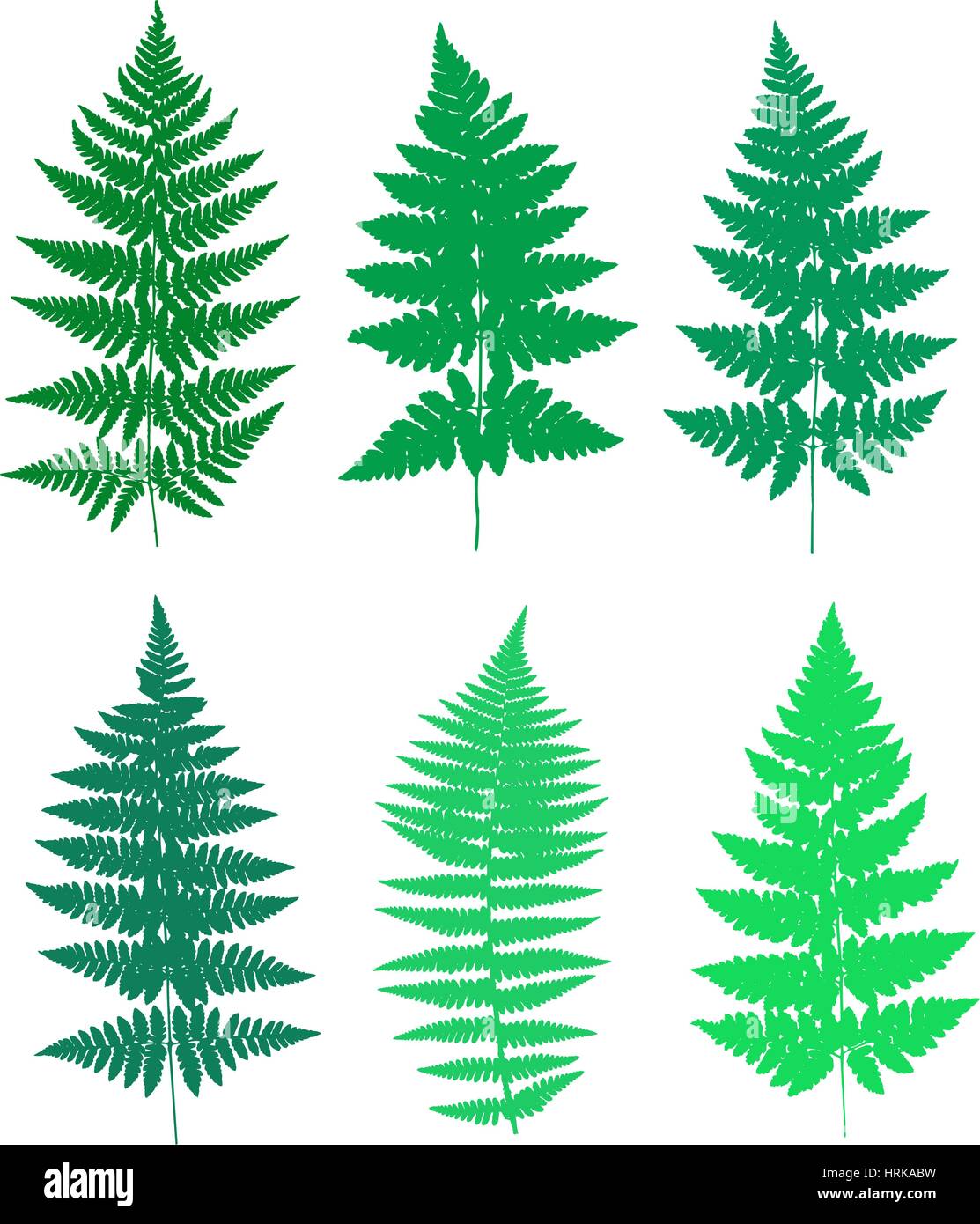 Set of fern frond silhouettes. Vector illustration Stock Vector Image ...