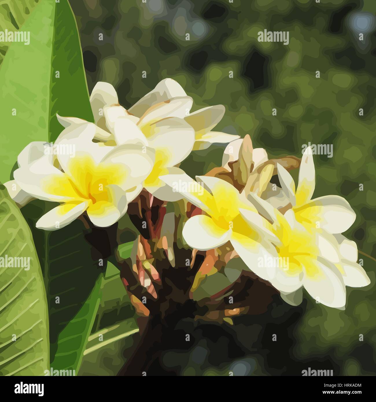 Frangipani flower. Vector illustration Stock Vector Image & Art - Alamy