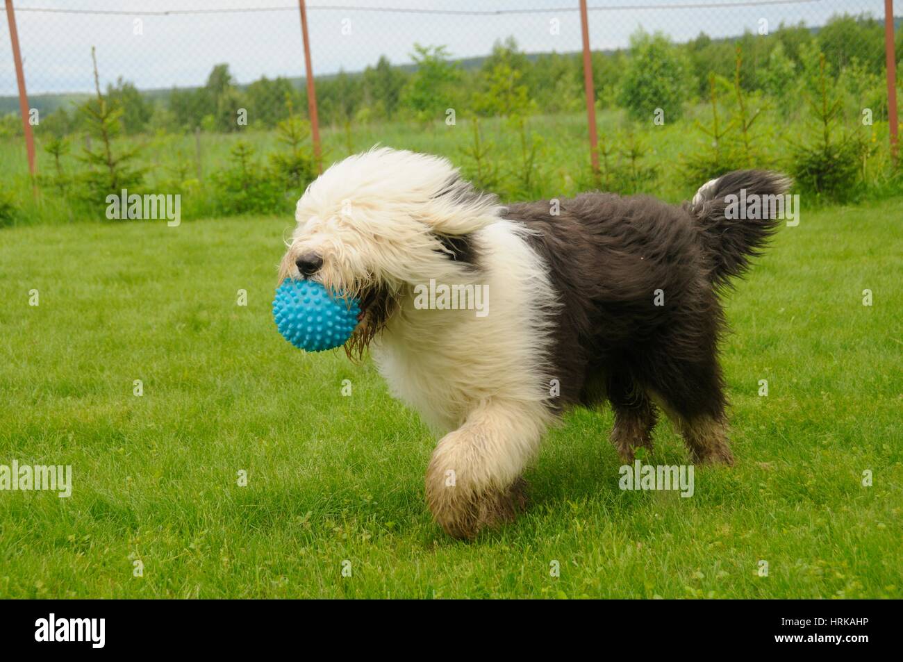 The old English Sheepdog playing with a ball on the lawn. Adobe RGB ...