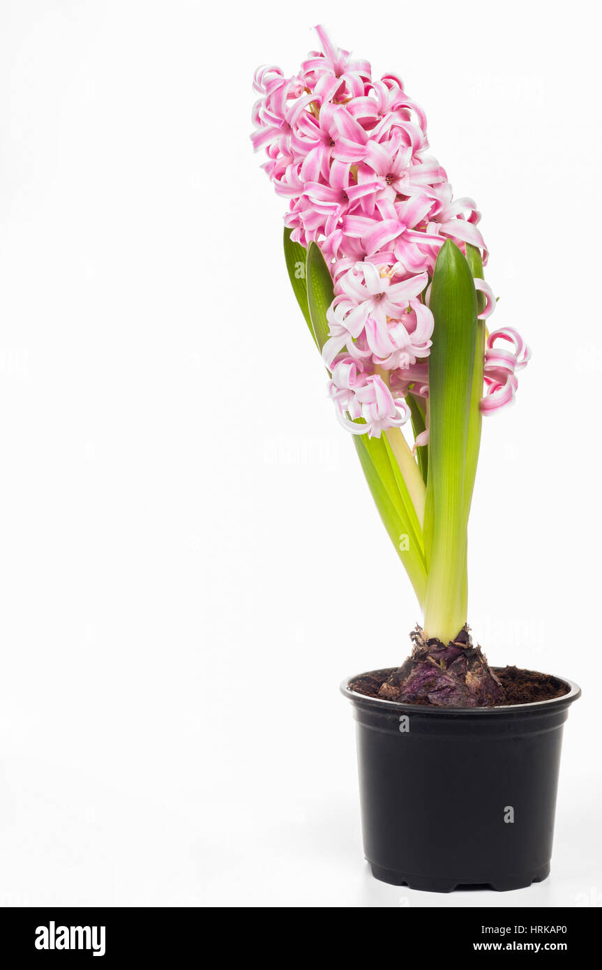 Hyacinthus plant, hyacinth, bulbous spring flower in bloom with buds in ...
