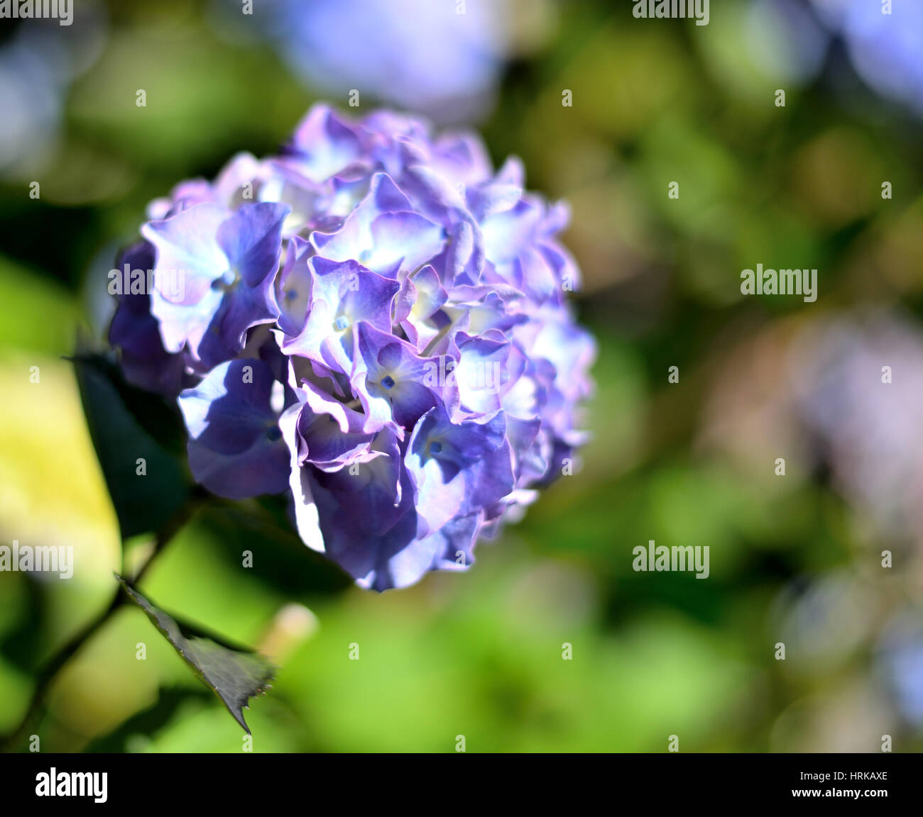 Hyperaccumulating plants hi-res stock photography and images - Alamy