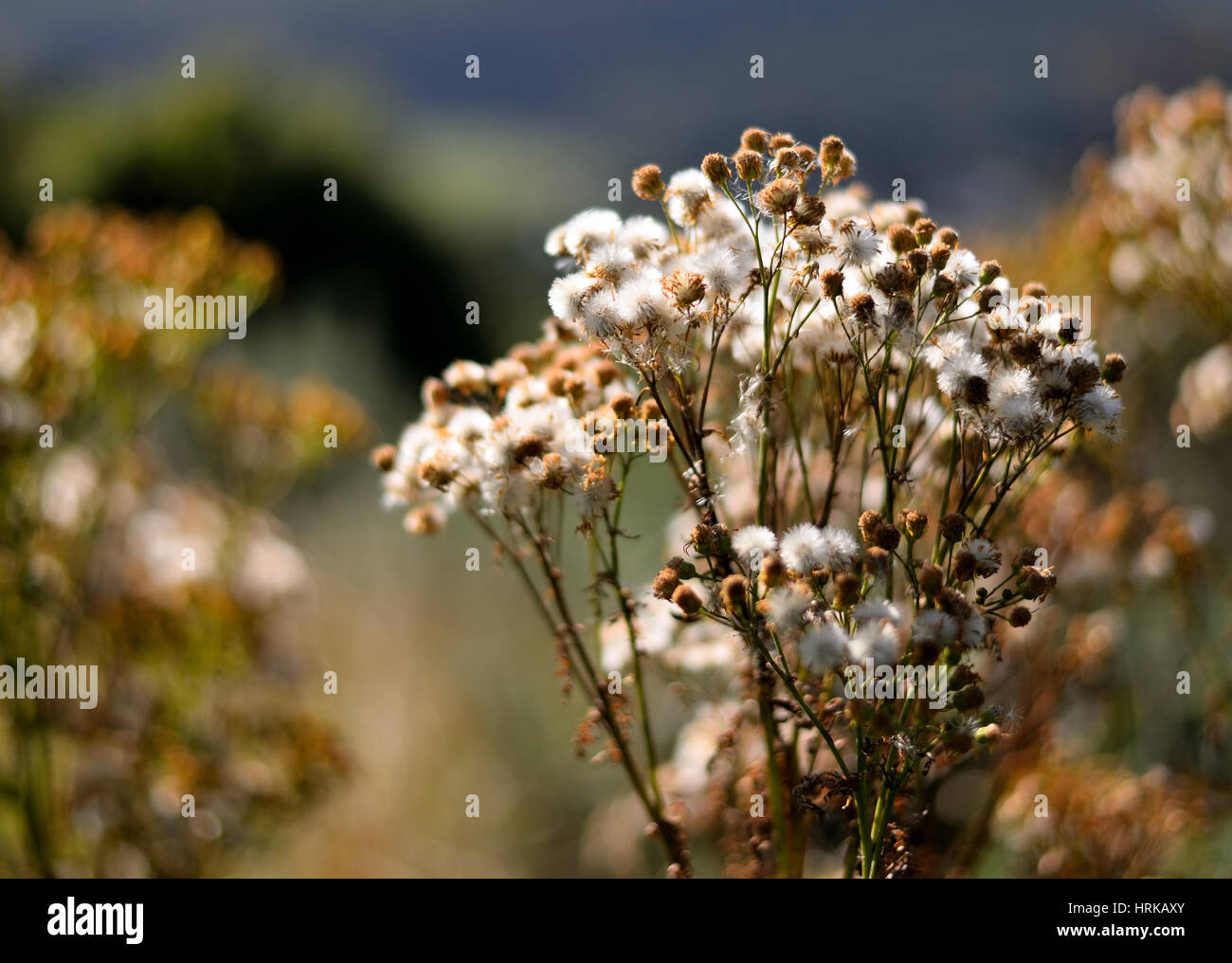 Fading colours hi-res stock photography and images - Alamy