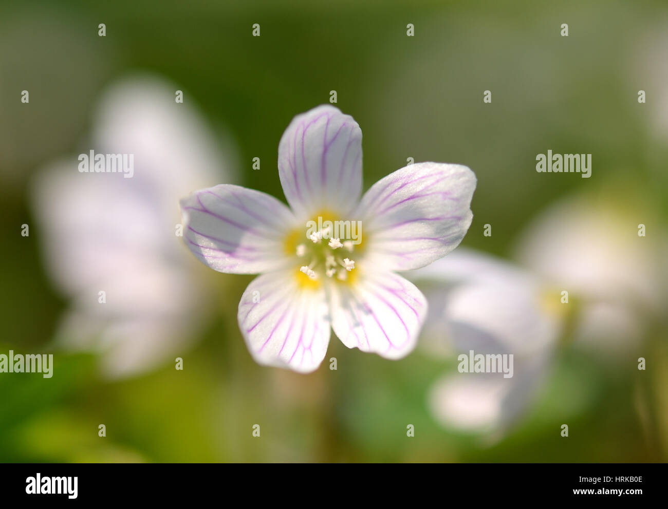 Native British Wild Flower High Resolution Stock Photography and Images ...