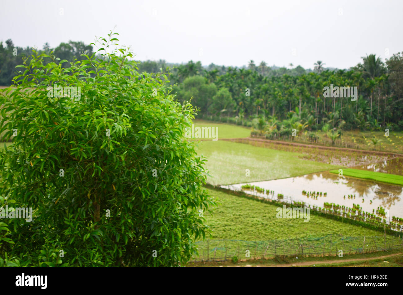 Beautiful landscape of rural India. Scene captured during travel by ...