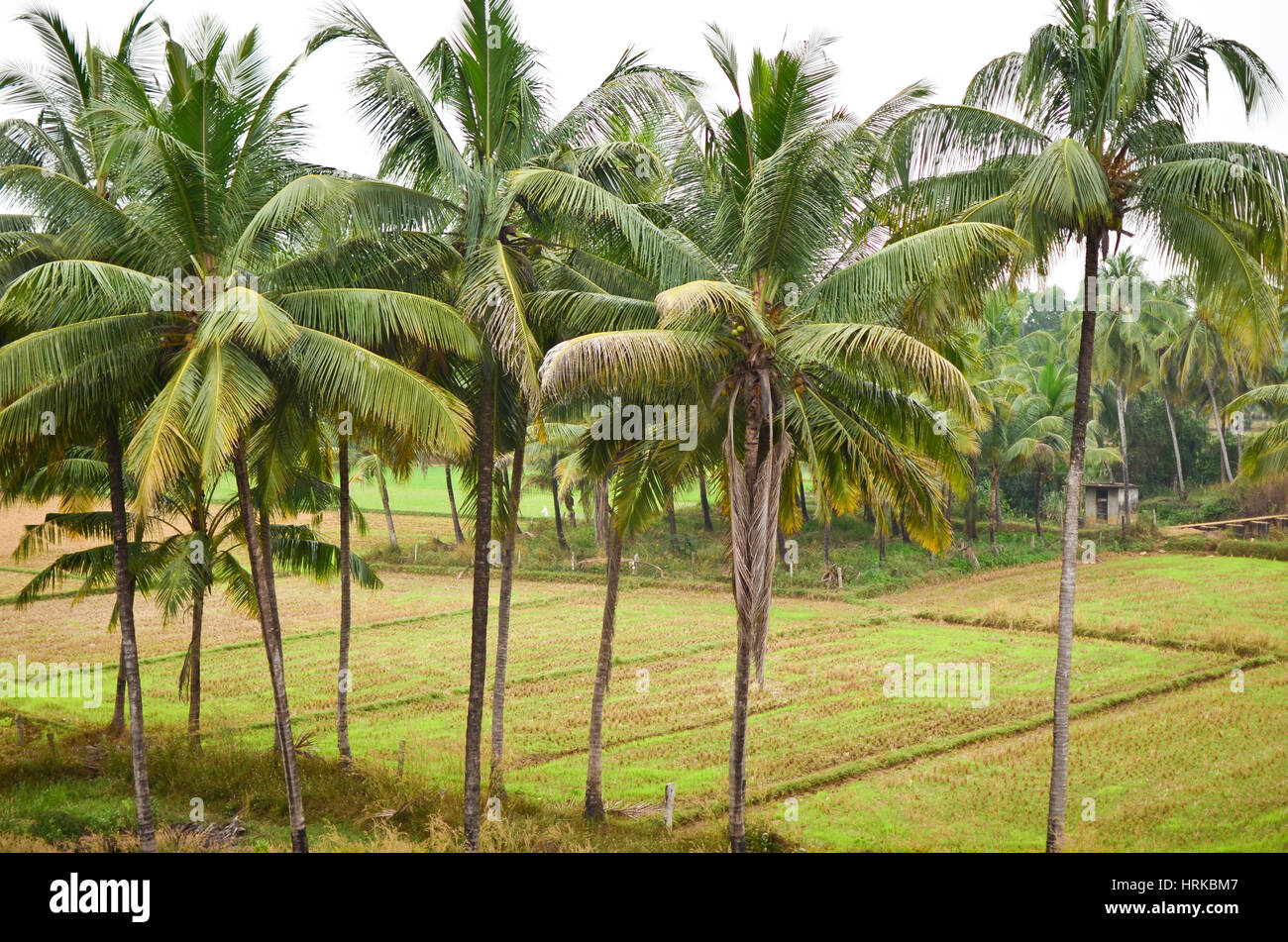 Beautiful landscape of rural India. Scene captured during travel by ...