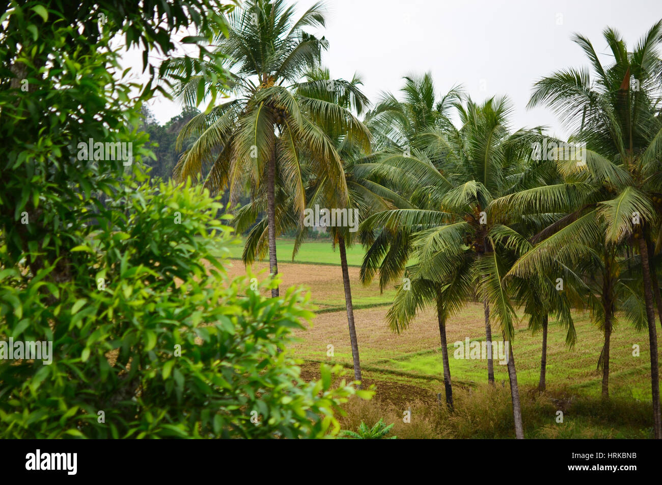 Beautiful landscape of rural India. Scene captured during travel by ...