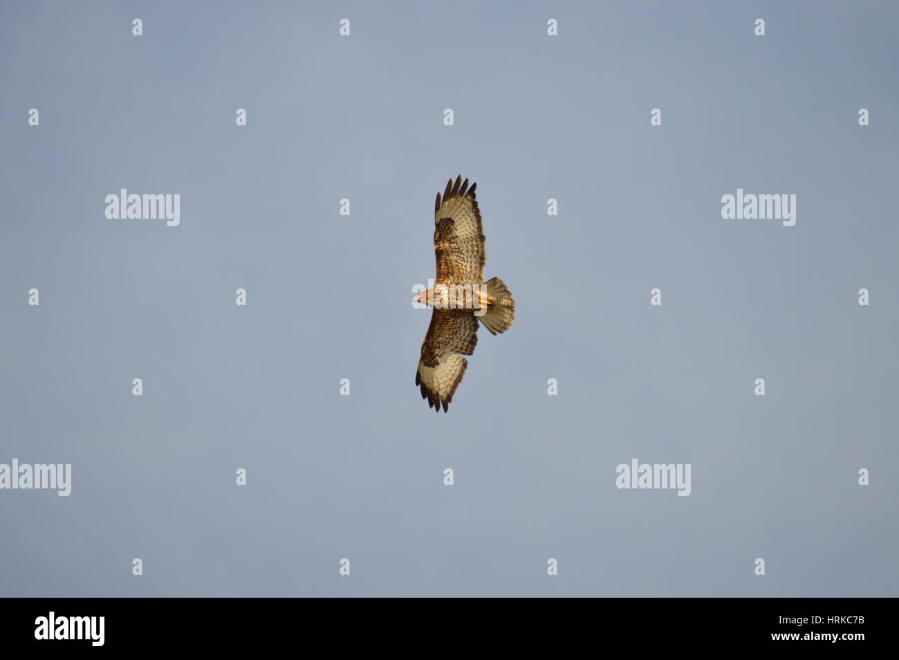 A buzzard flying high in sky on a rainy cloudy day Stock Photo - Alamy