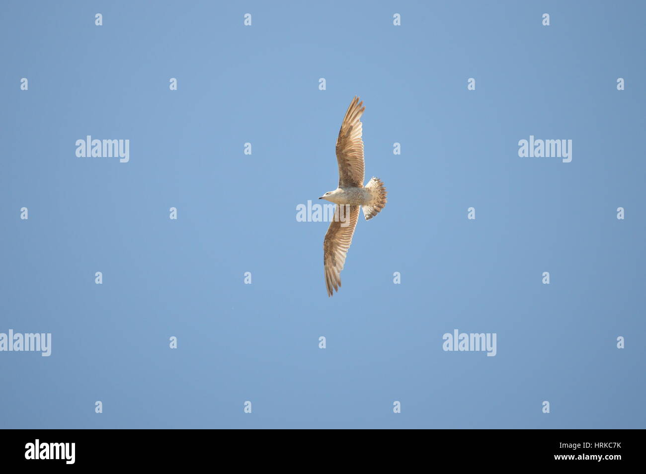 Llandudno land hi-res stock photography and images - Alamy