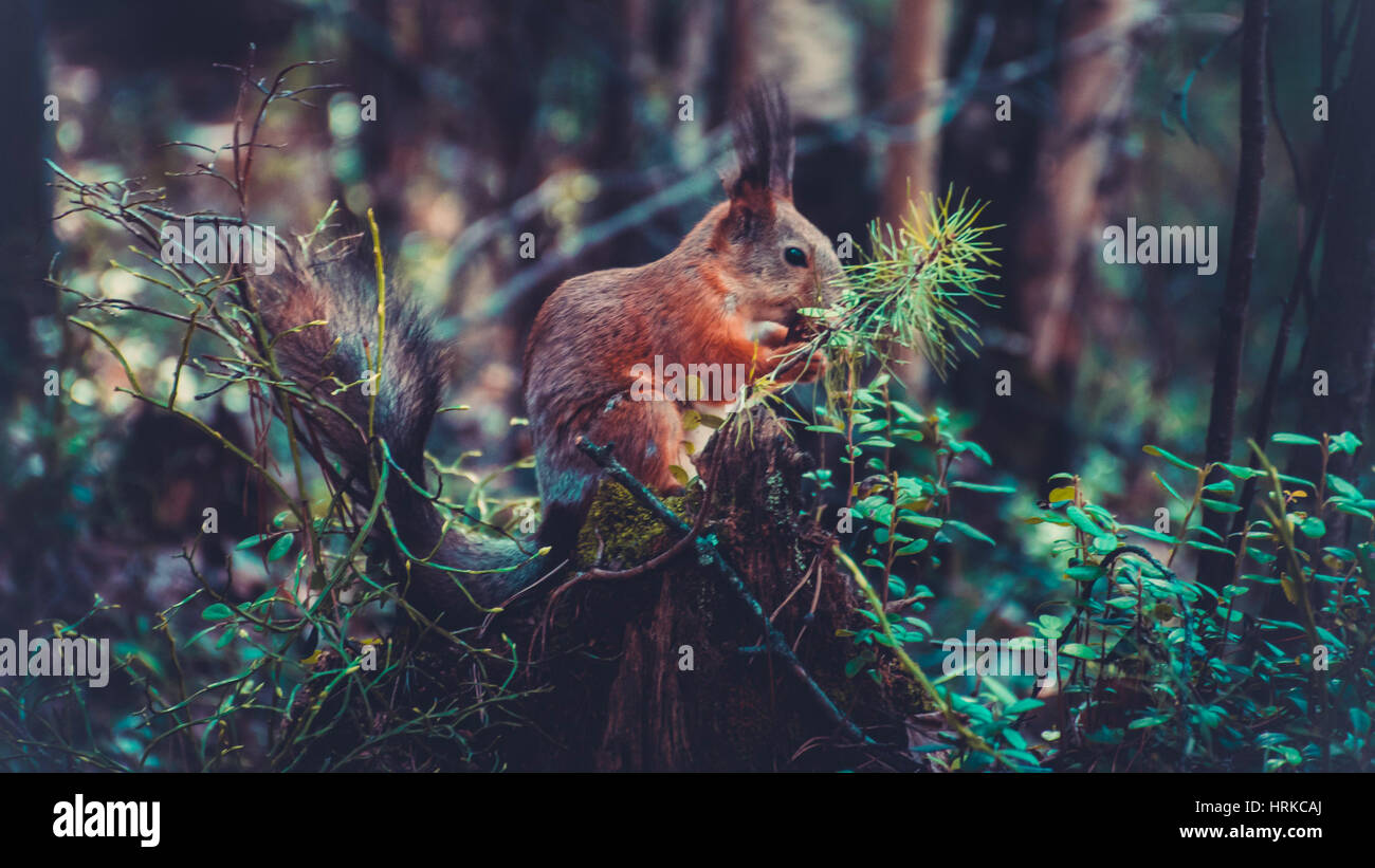 Red squirrel closeup hi-res stock photography and images - Alamy