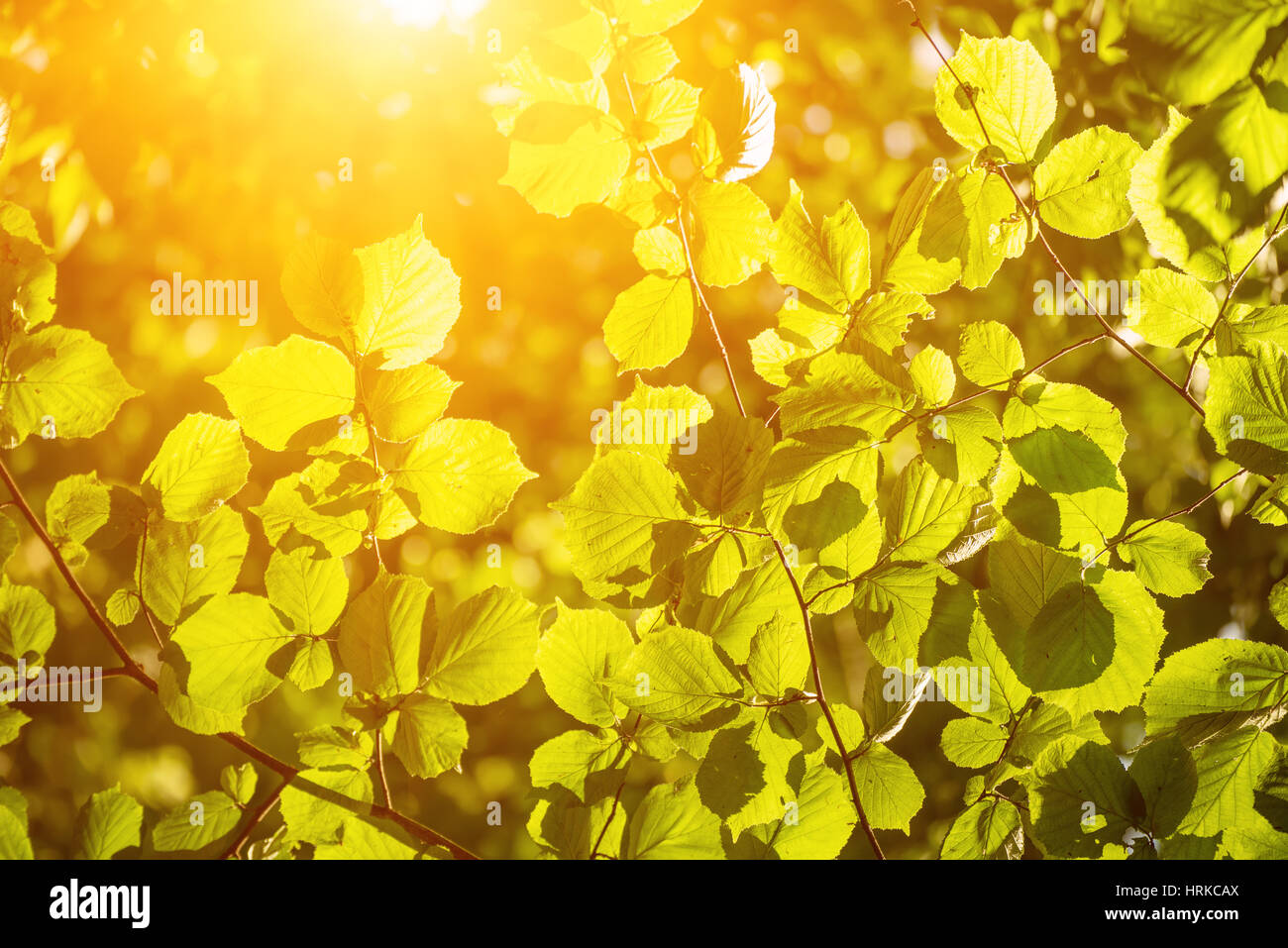 Sunny green summer leaves in the woods, eco natural seasonal background ...