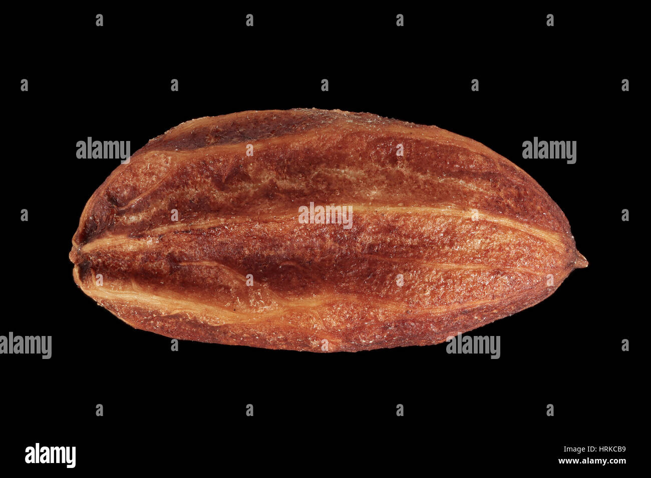 Ilex aquifolium, Holly, Stechpalme, seed, close up, seed size 7-8 mm ...