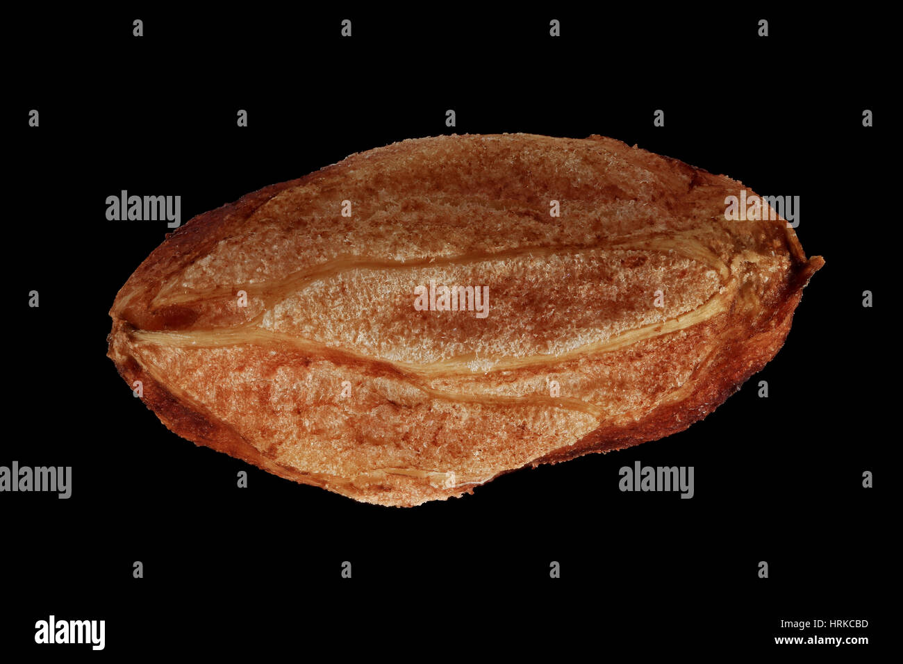 Ilex aquifolium, Holly, Stechpalme, seed, close up, seed size 7-8 mm ...