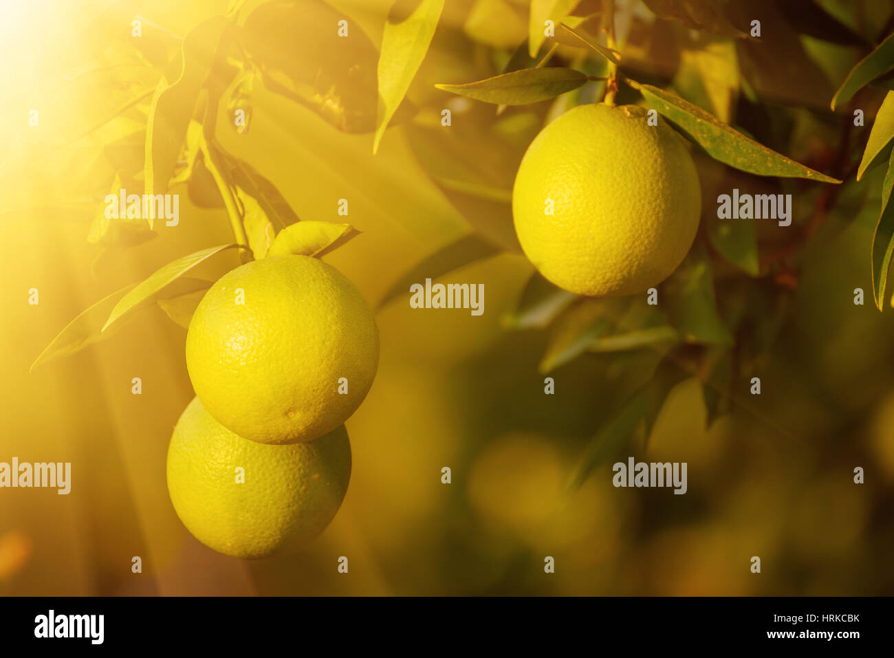 Orange garden with ripening orange fruits on the trees with green ...