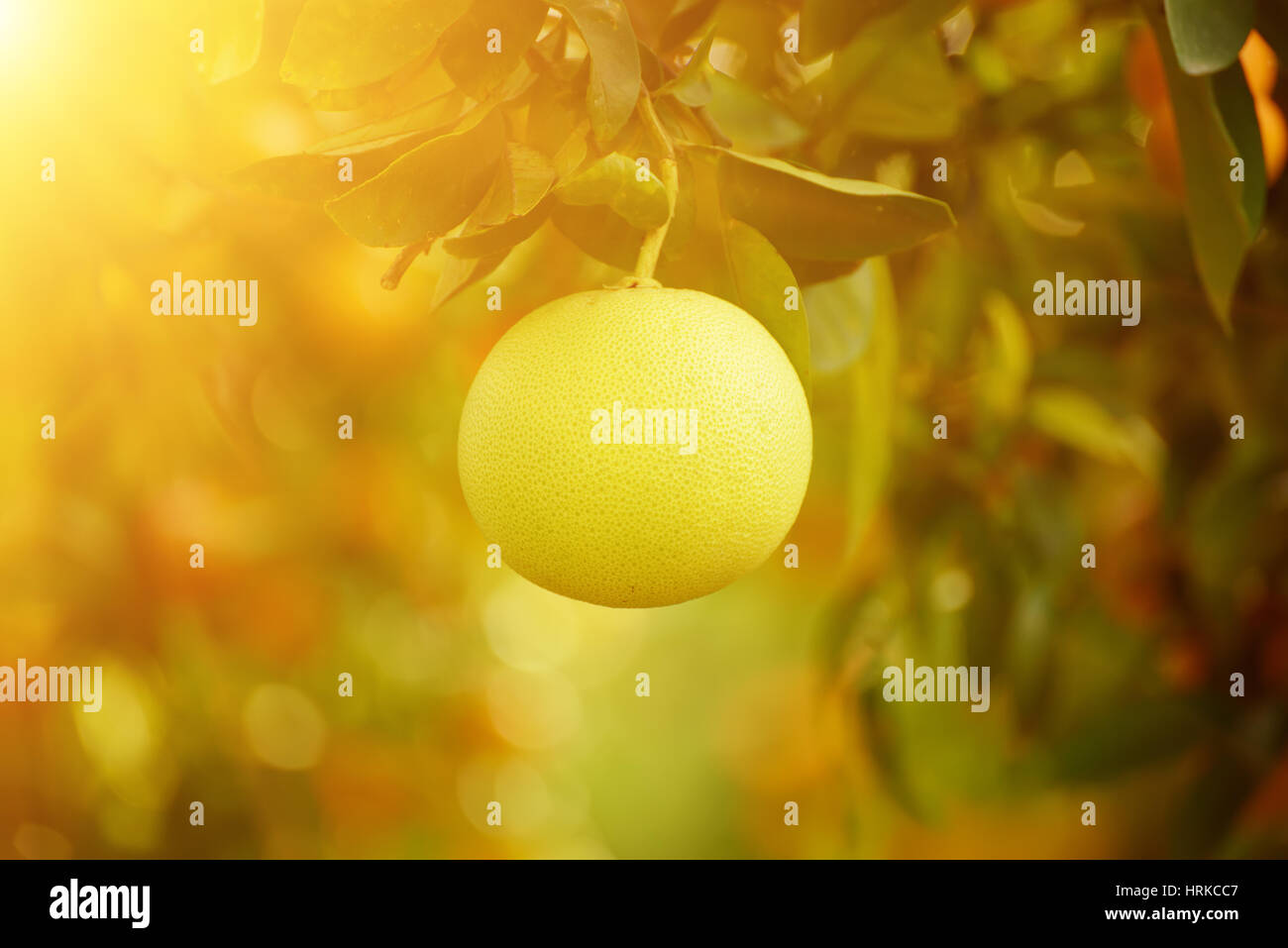 Ripe pomelo fruits hang on the trees in the citrus garden. Harvest of ...