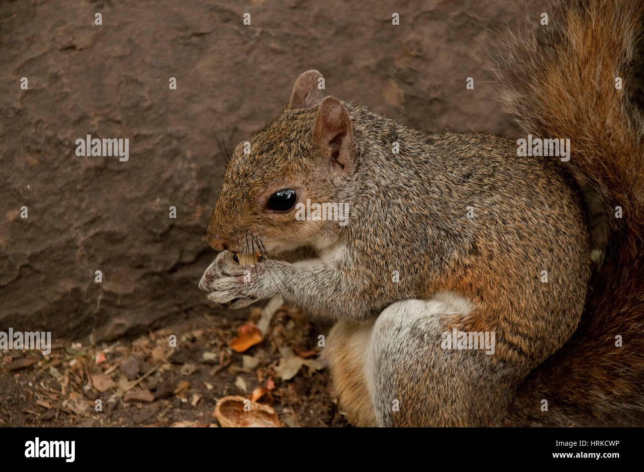 Squirrel in st james park hi-res stock photography and images - Alamy