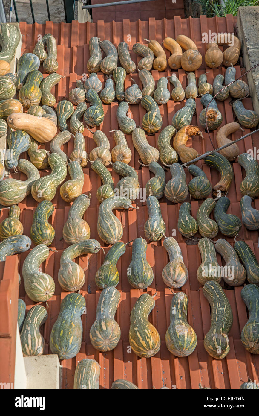 Drying gourds hi-res stock photography and images - Alamy