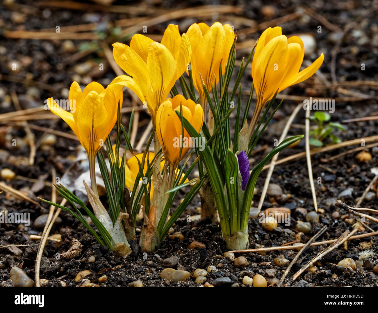 The crocus blooms at a domestic garden Stock Photo - Alamy