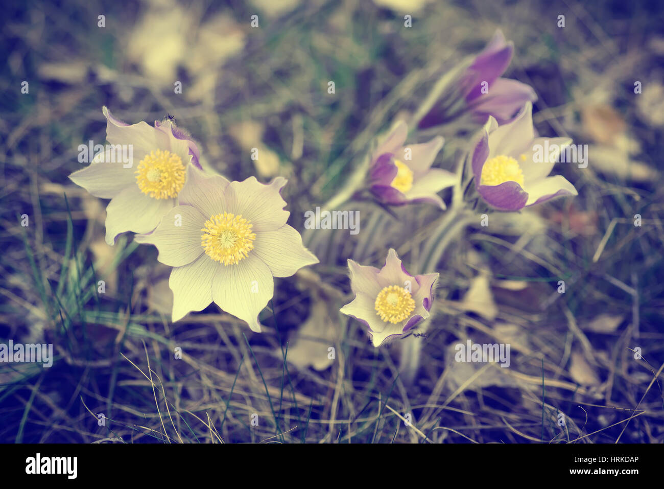 Pasque-flower growing in nature, macro spring floral vintage background ...