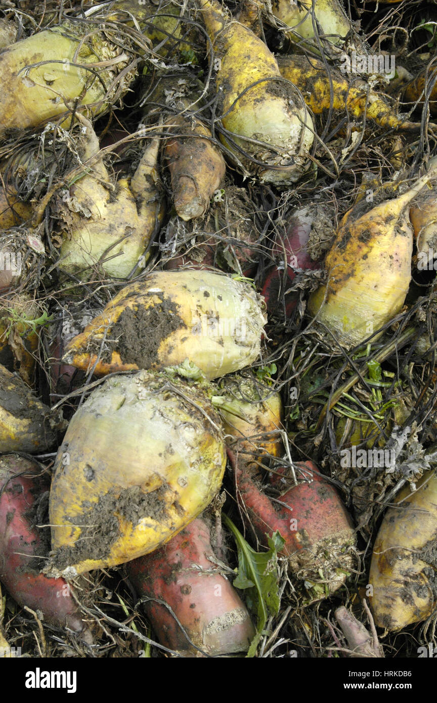 Mangelwurzel or mangold wurzel also called mangold or mangel beet ...