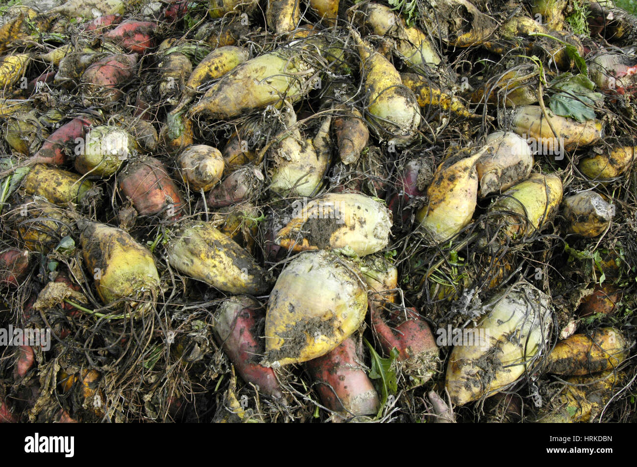 Mangelwurzel or mangold wurzel also called mangold or mangel beet ...