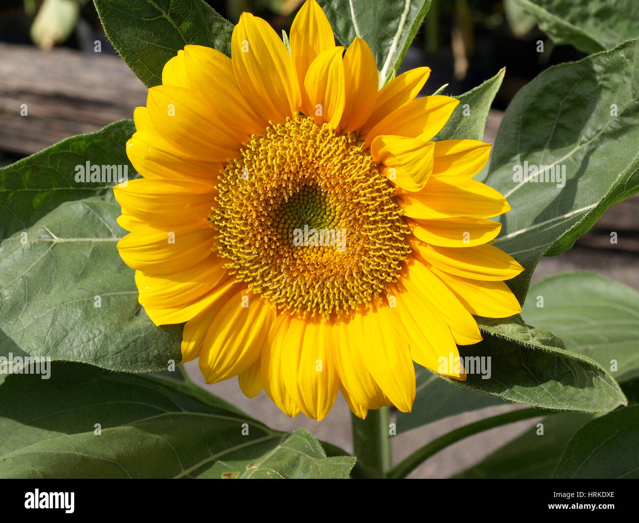 Single yellow flower of a sunflower growing in the garden Stock Photo ...