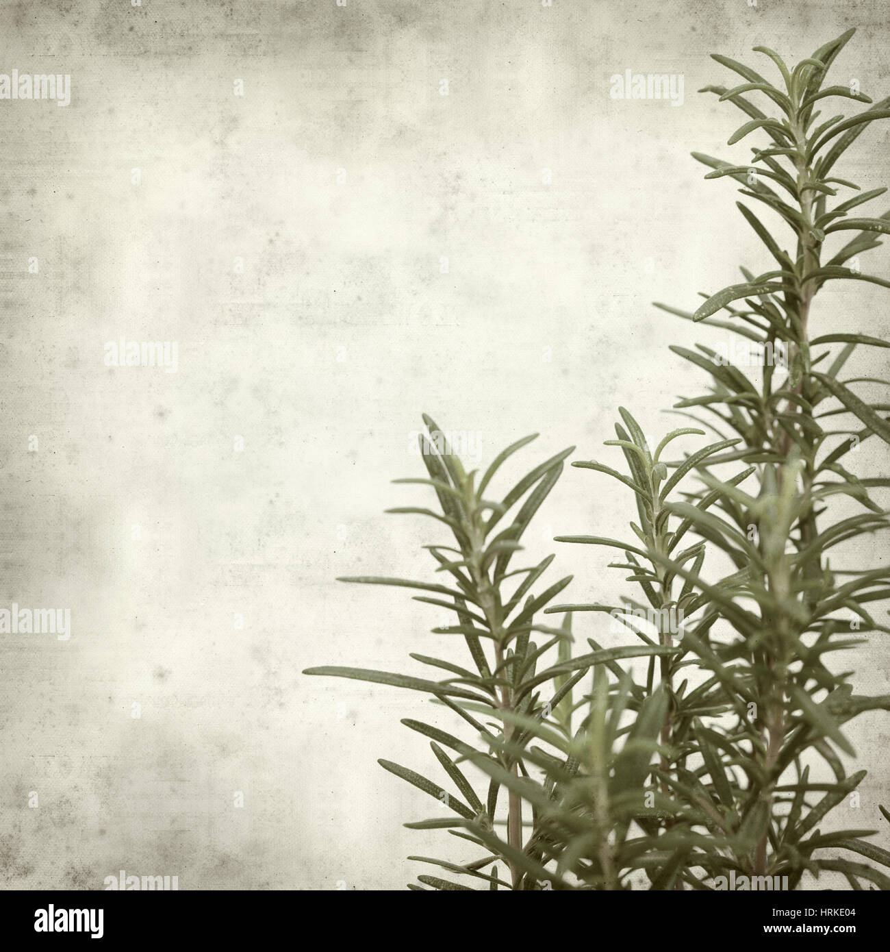 textured old paper background with young rosemary plants Stock Photo ...