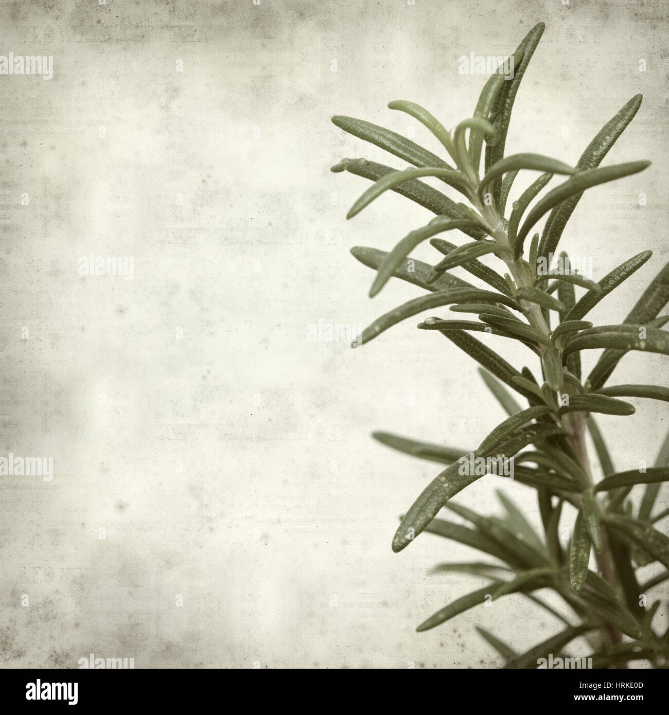 textured old paper background with young rosemary plants Stock Photo ...