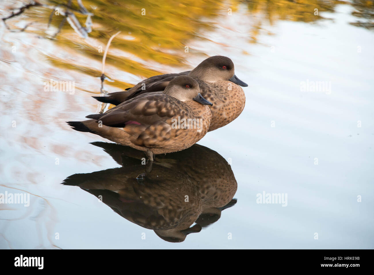 Two female chestnut teal ducks in shallow water in a zoo in England, UK ...