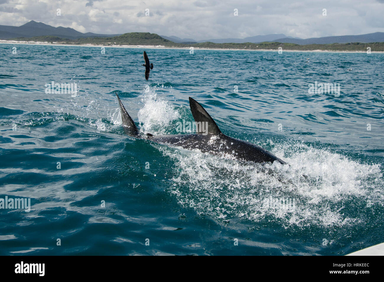 A great white shark thrashing around on the surface of the ocean ...