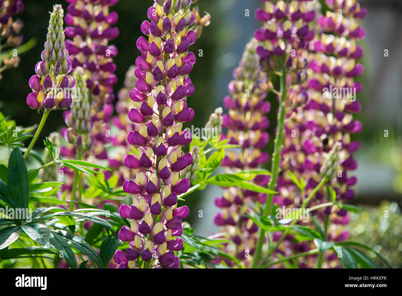 Blooming lupin flowers hi-res stock photography and images - Alamy