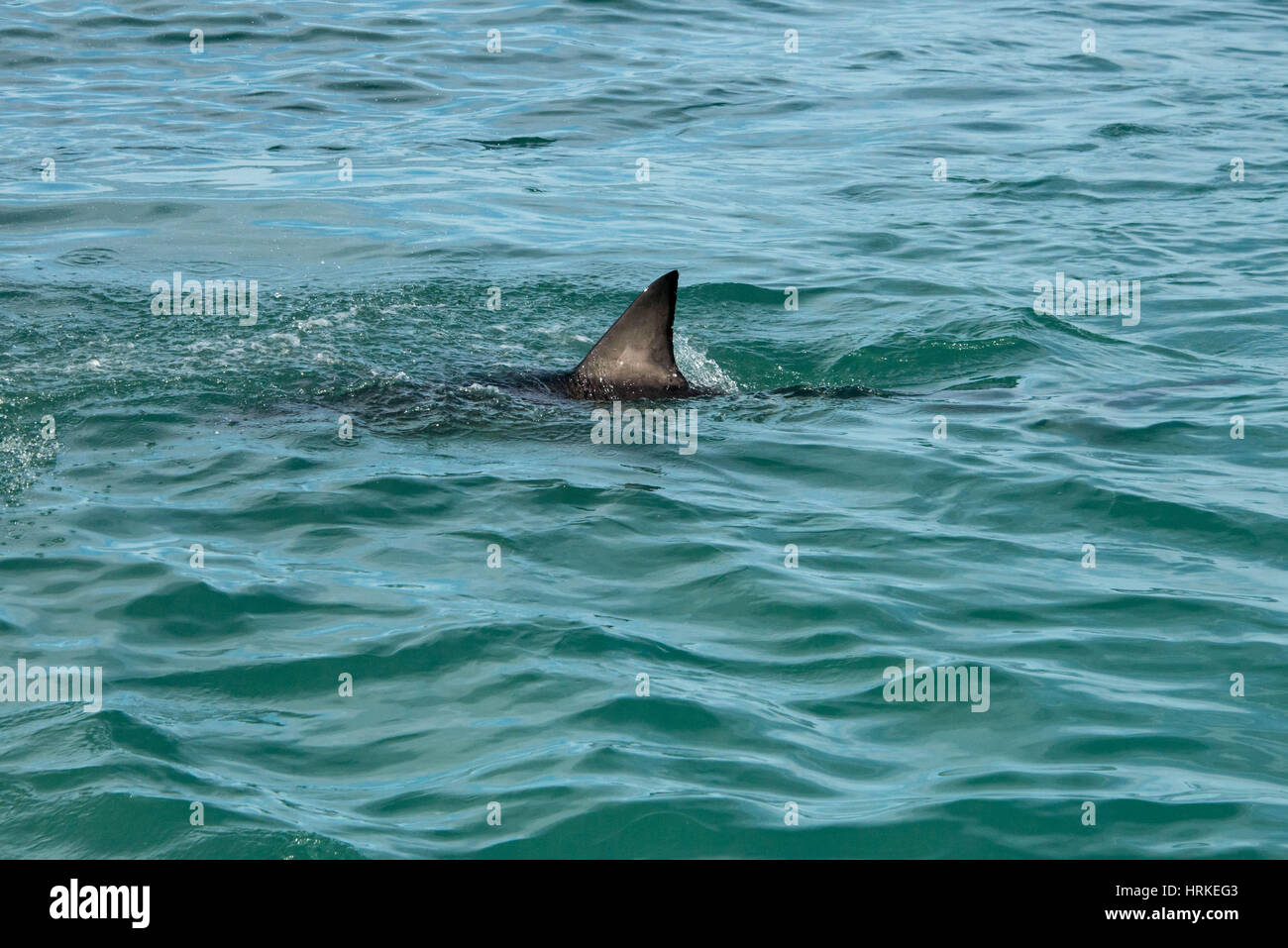Shark Fin Above Water High Resolution Stock Photography and Images - Alamy