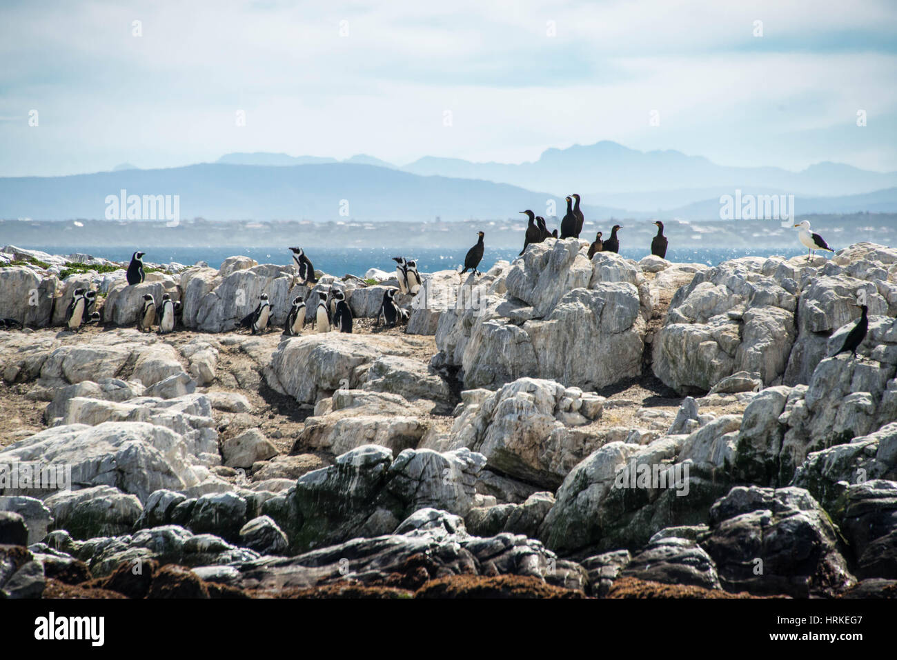 Dyer island african penguin hi-res stock photography and images - Alamy