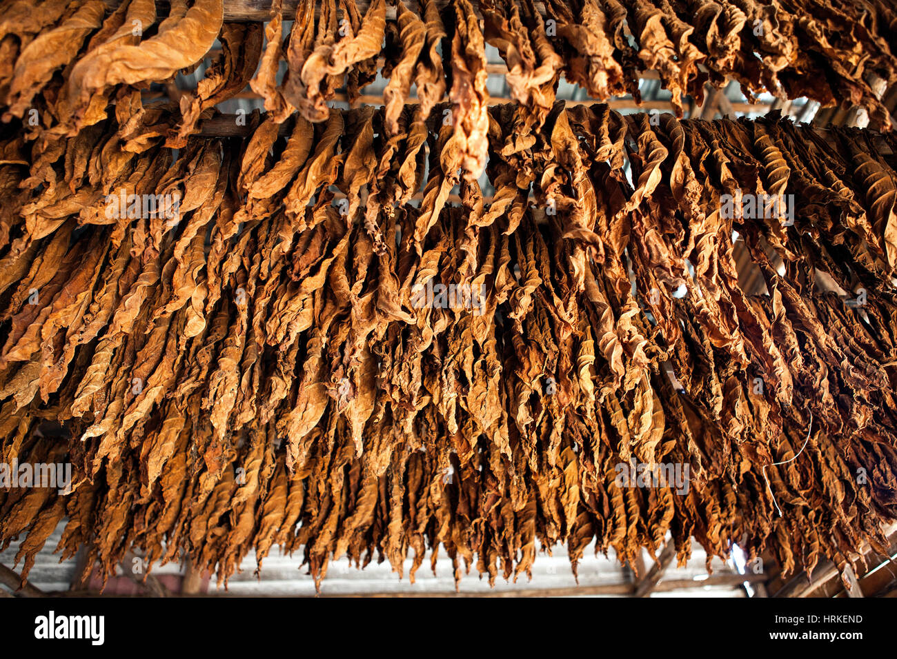 Tobacco leaves: Classical way of drying tobacco in Cuba (Pinar del Río ...