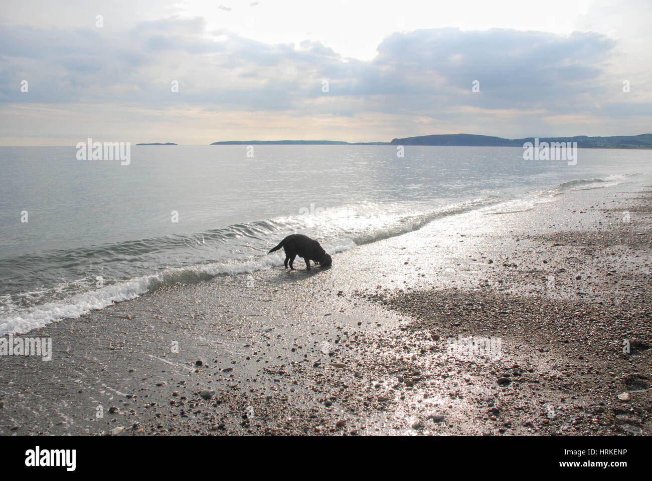 A black labrador on a beach in North Wales Stock Photo - Alamy