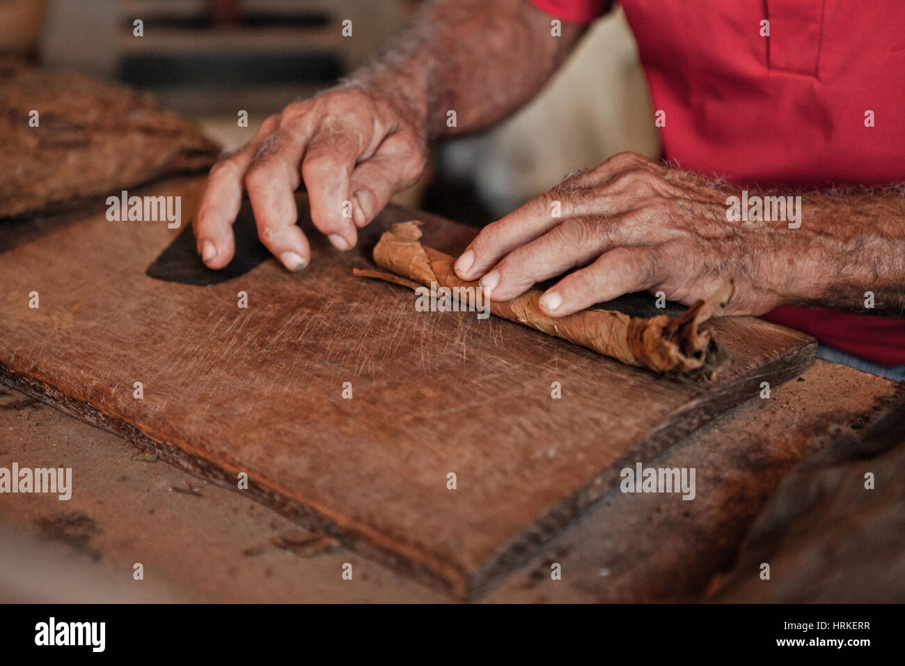 Tabacco leaves hi-res stock photography and images - Alamy