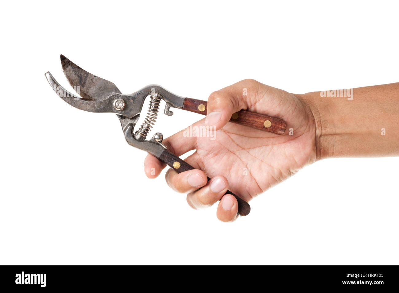 old pruning scissors in hand over white background Stock Photo - Alamy