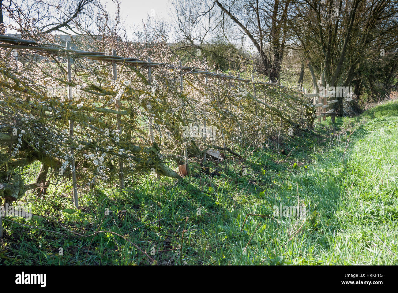 Hedge layer hi-res stock photography and images - Alamy