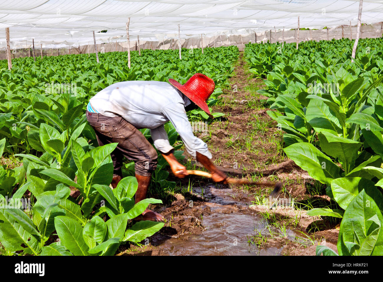 Pinar del Rio, Cuba - December 15, 2016: Alejandro Robaina Tobacco ...