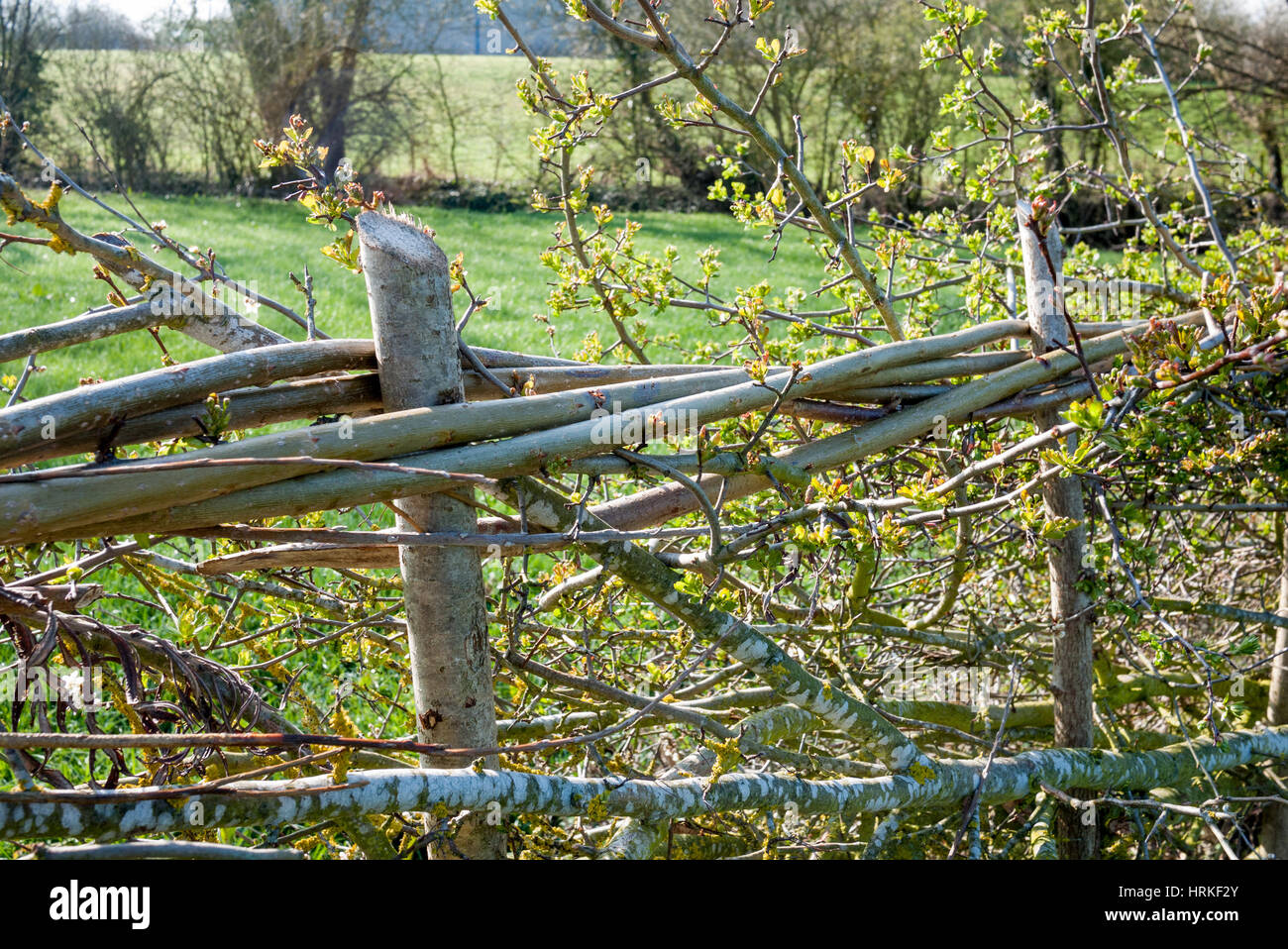 Recently layered hedge with spring blossom. England. UK Stock Photo - Alamy