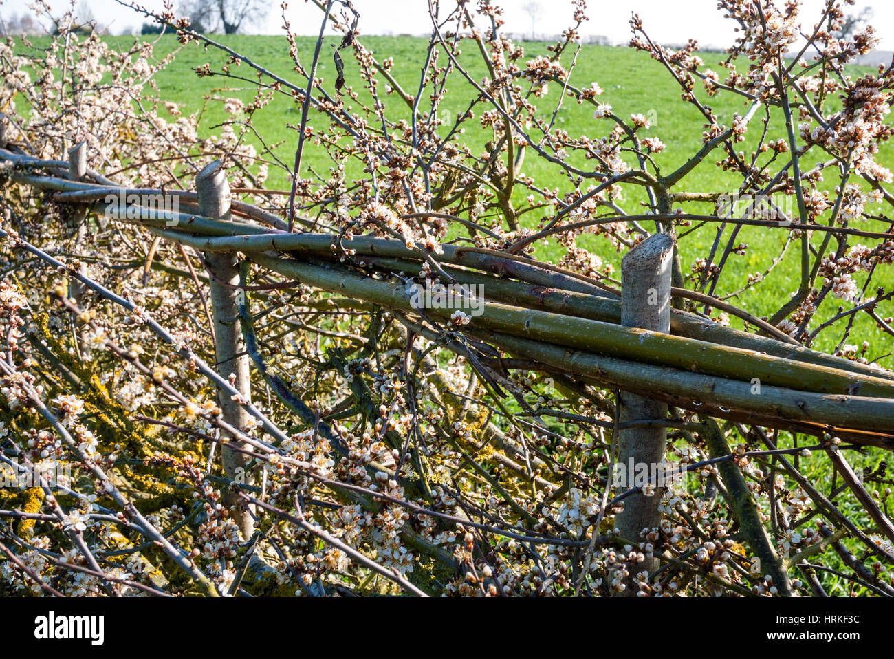 Hedge layering hi-res stock photography and images - Alamy