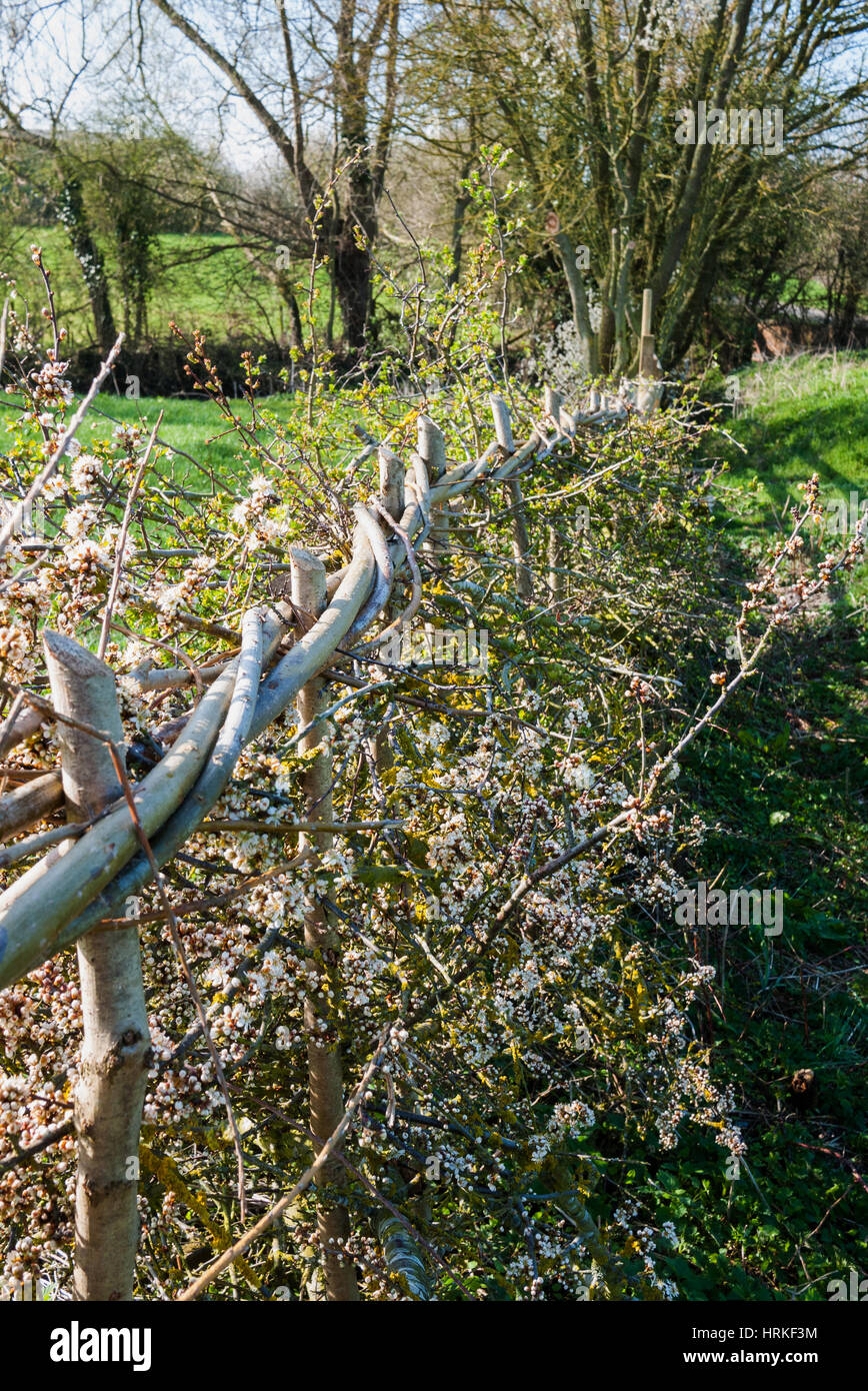 Recently layered hedge with spring blossom. England. UK Stock Photo - Alamy