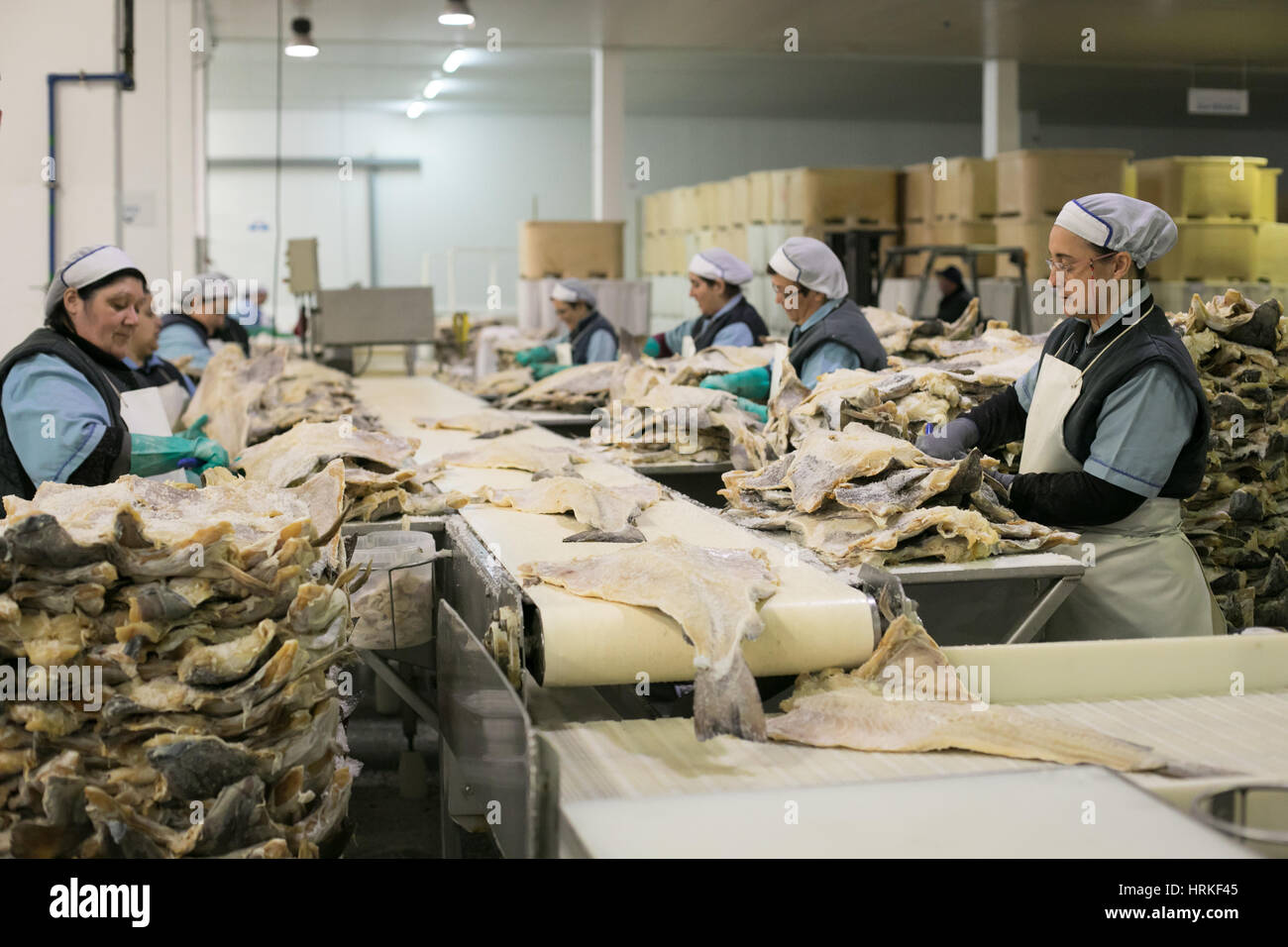 Workers preparing the traditional salted and dried cod at Riberalves a ...