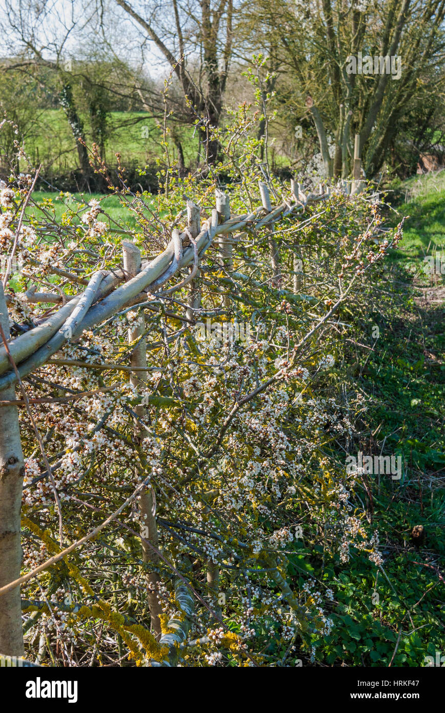 Layered hedge hi-res stock photography and images - Alamy
