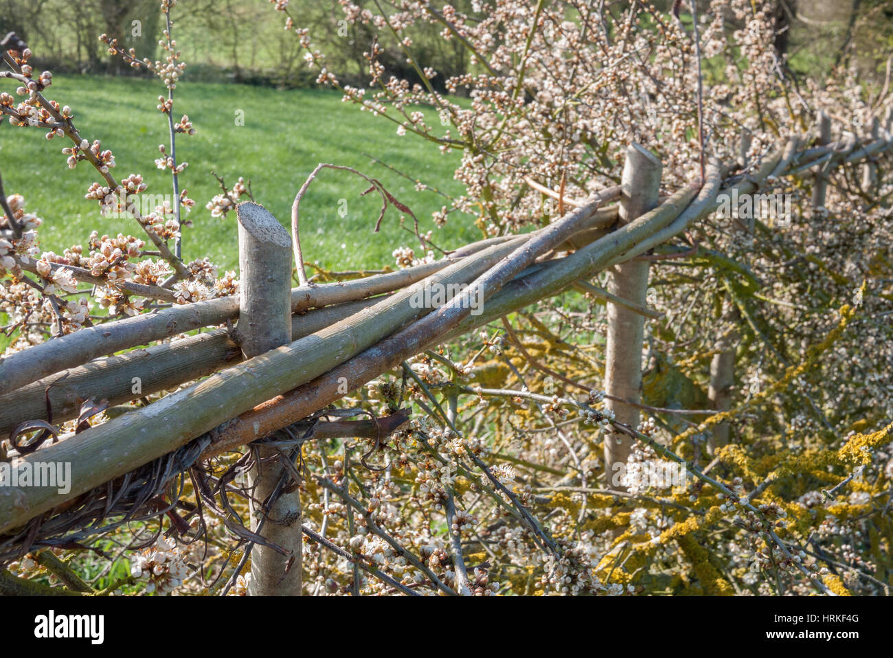 Recently layered hedge with spring blossom. England. UK Stock Photo - Alamy
