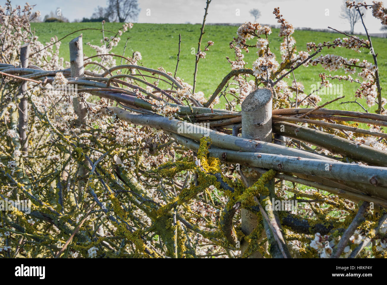 Recently layered hedge with spring blossom. England. UK Stock Photo - Alamy