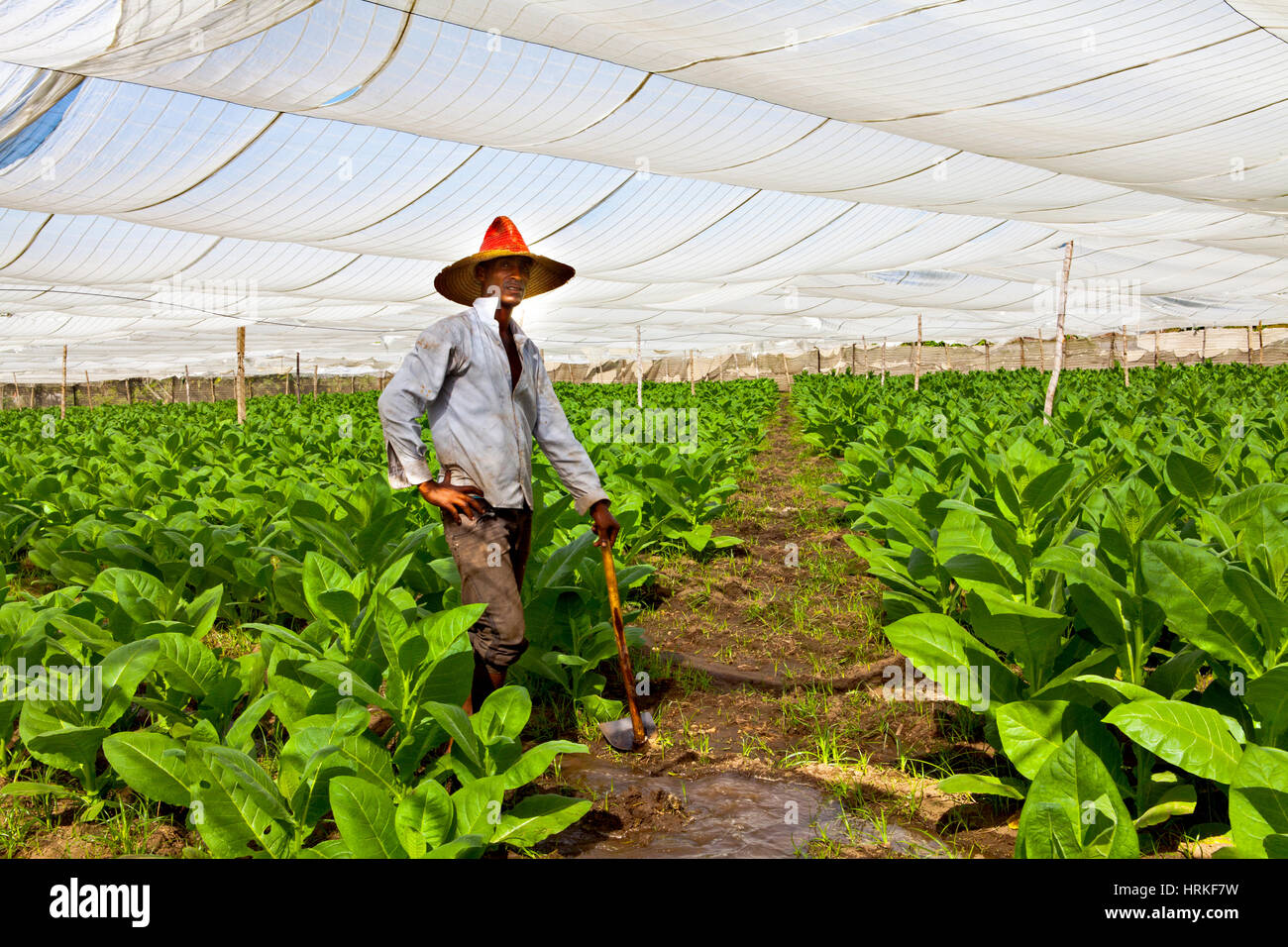 Alejandro robaina tobacco plantation hi-res stock photography and ...
